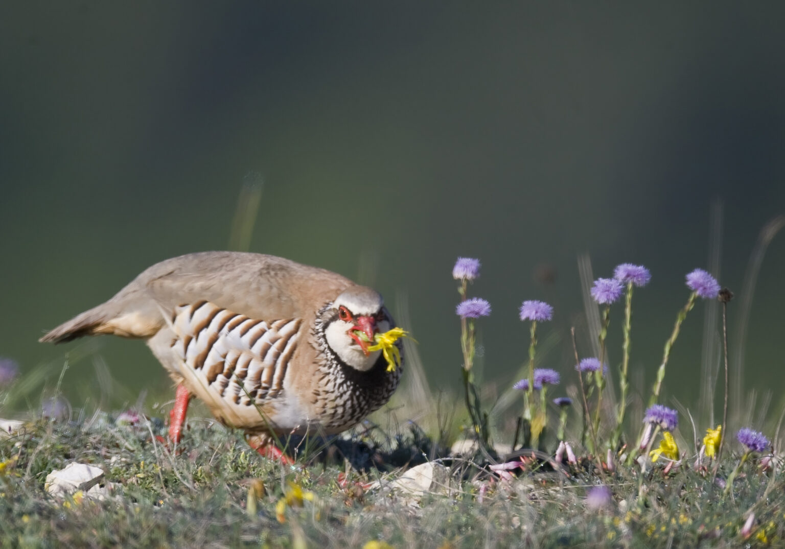La perdrix rouge - Chasseurs 47
