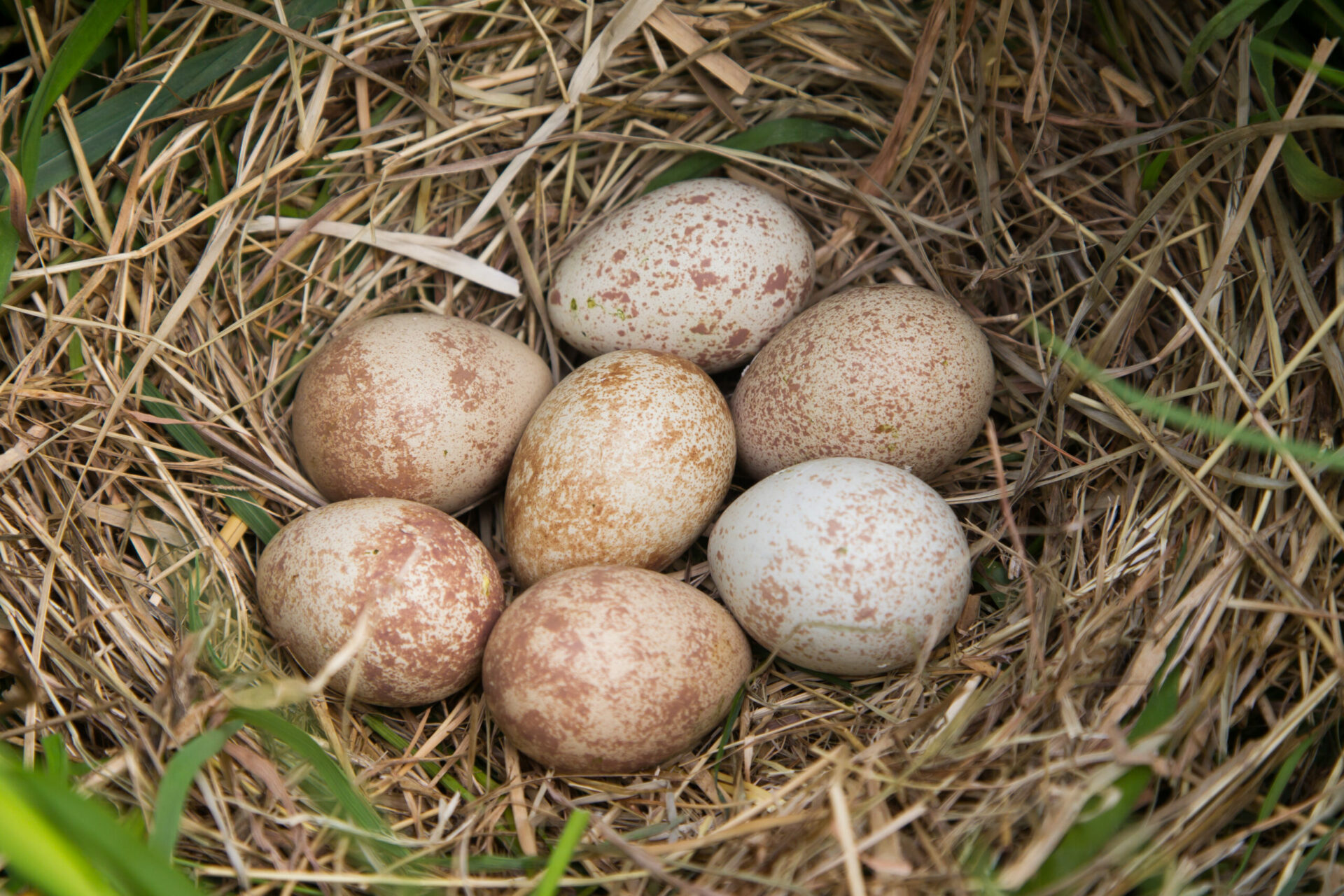 La perdrix rouge - Chasseurs 47