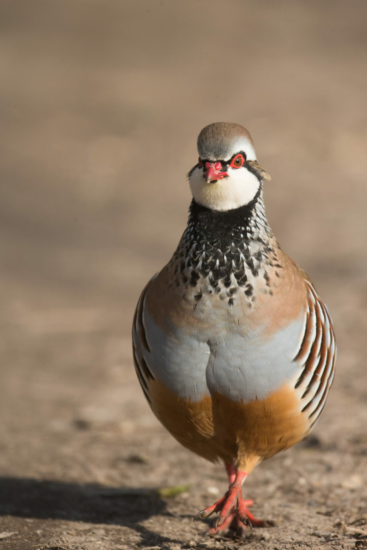 La perdrix rouge - Chasseurs 47