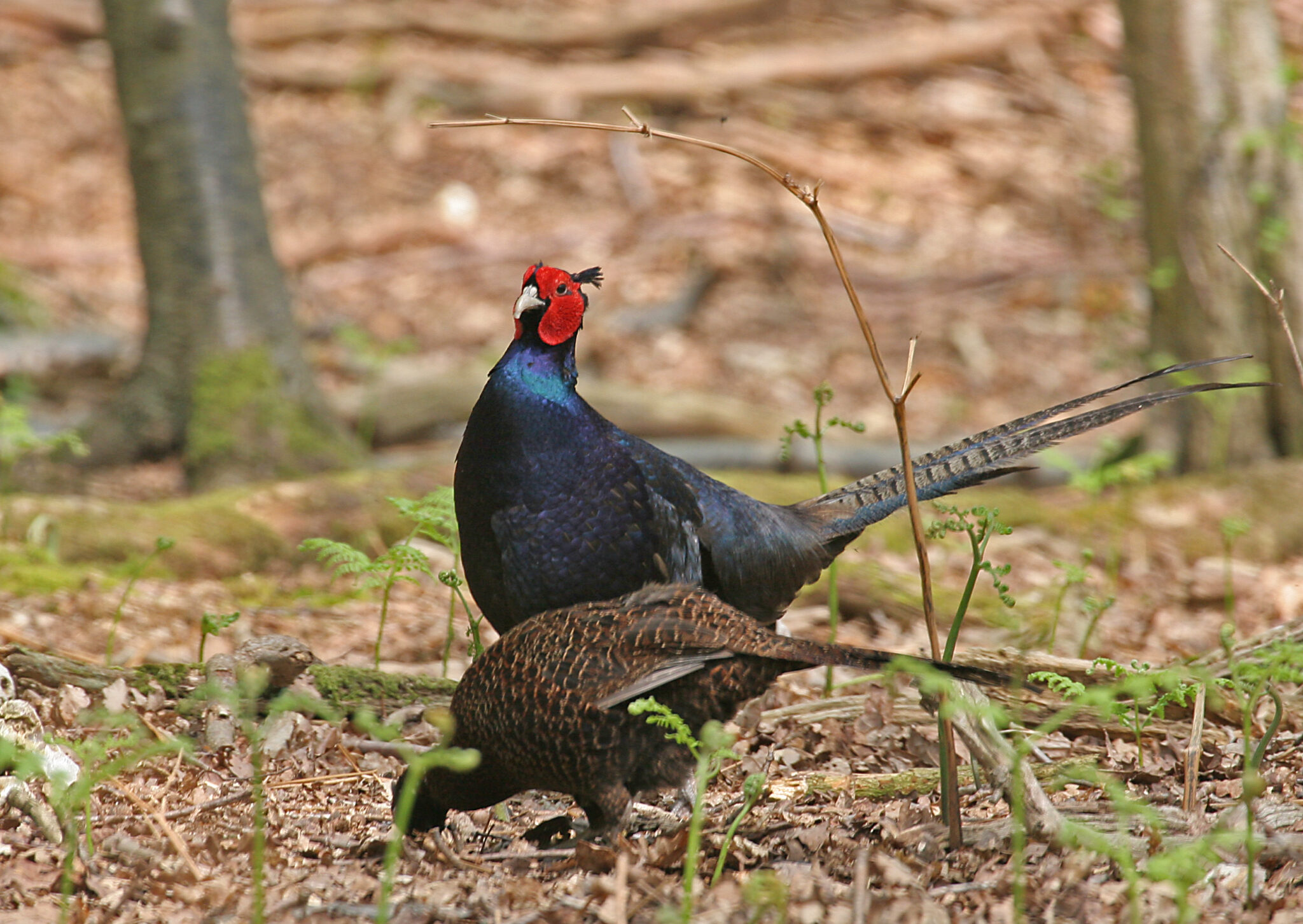 Le faisan de colchide - Chasseurs 47