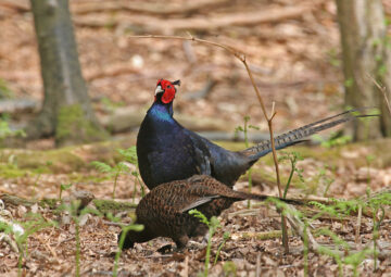 Le faisan de colchide - Chasseurs 47