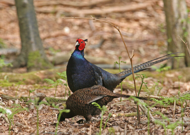 Le faisan de colchide - Chasseurs 47