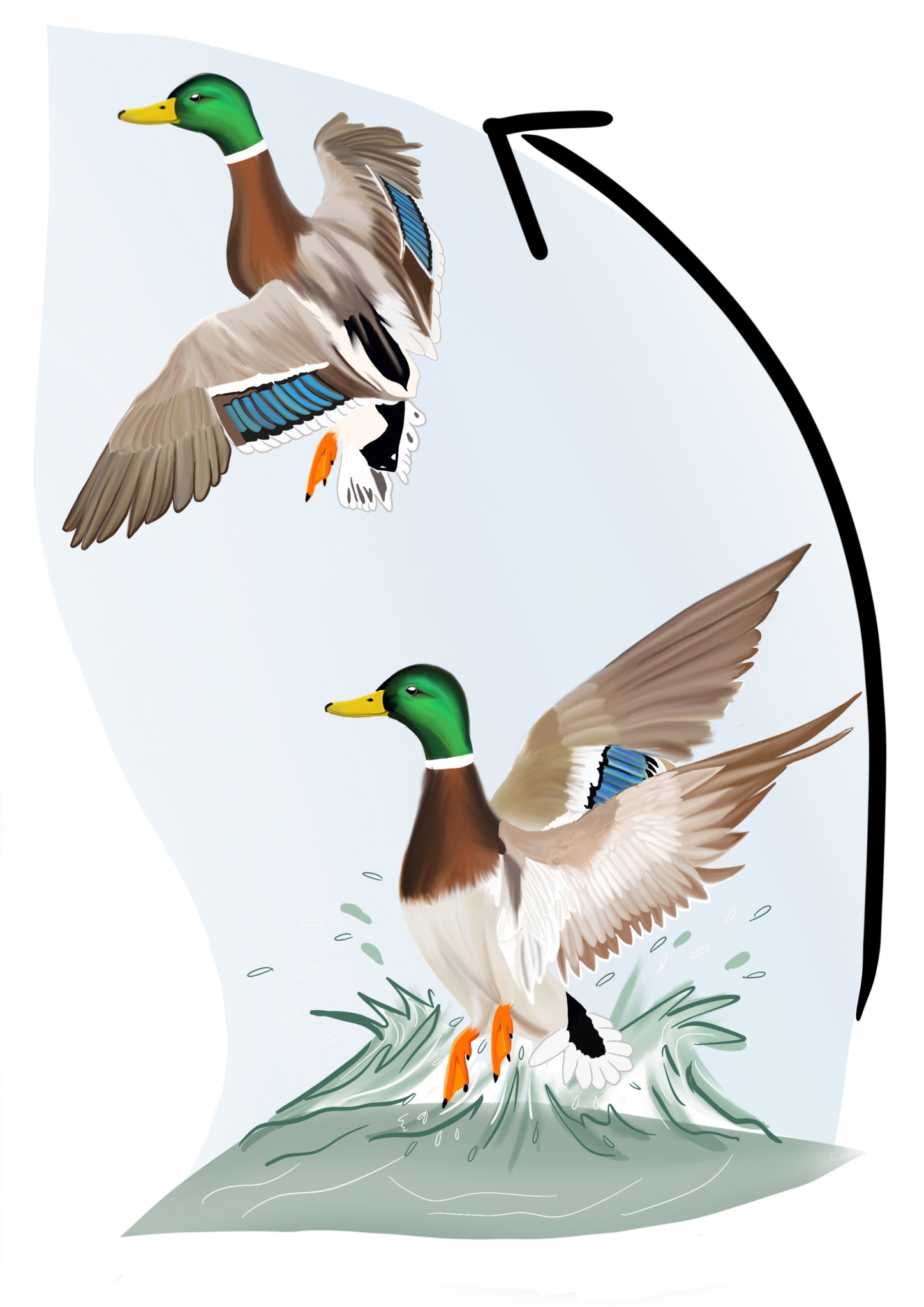 Les canards sauvages - Chasseurs 47