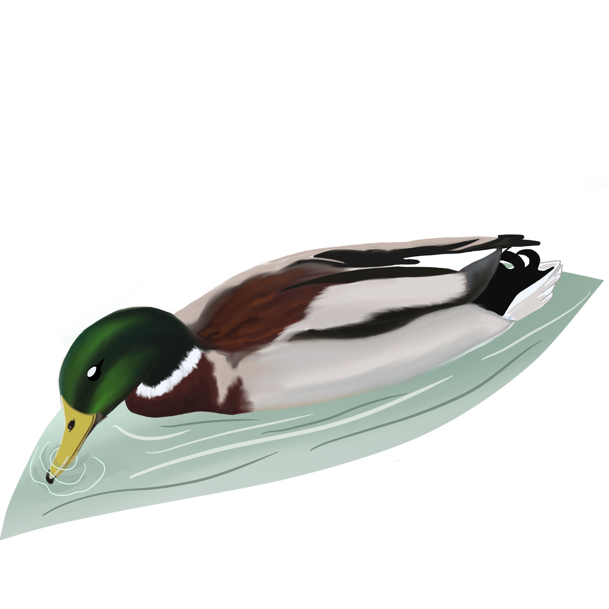 Les canards sauvages - Chasseurs 47