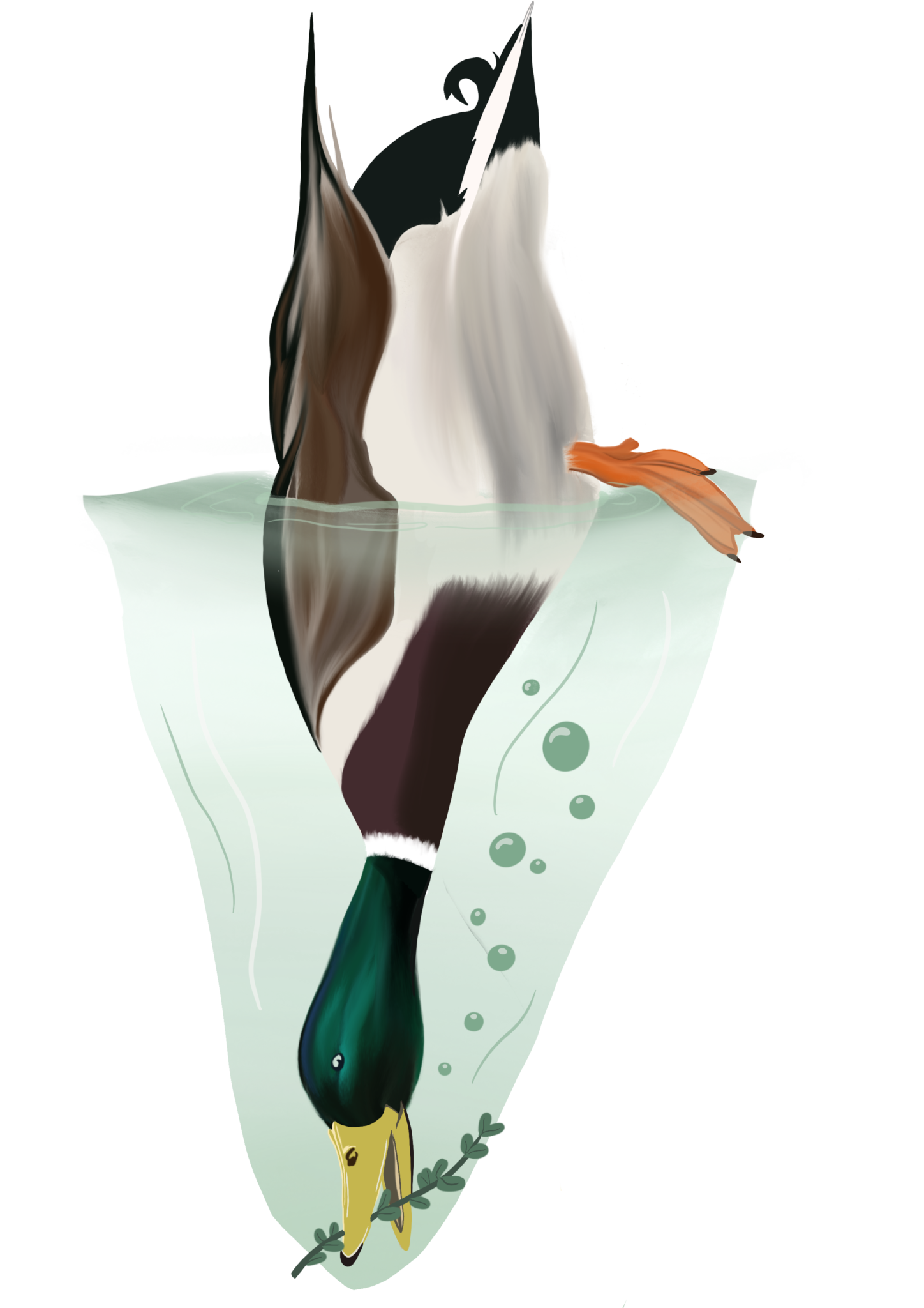 Les canards sauvages - Chasseurs 47