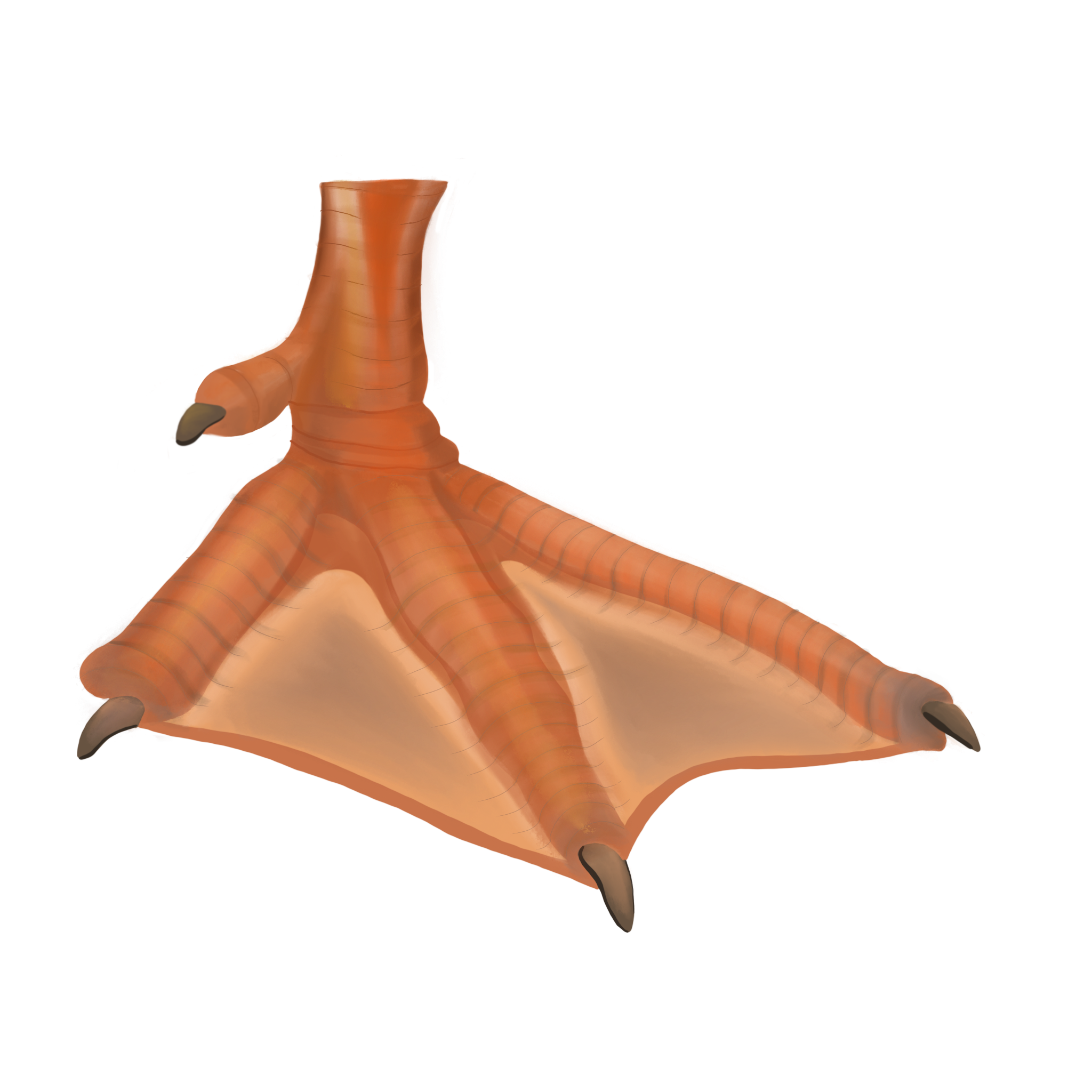 Les canards sauvages - Chasseurs 47