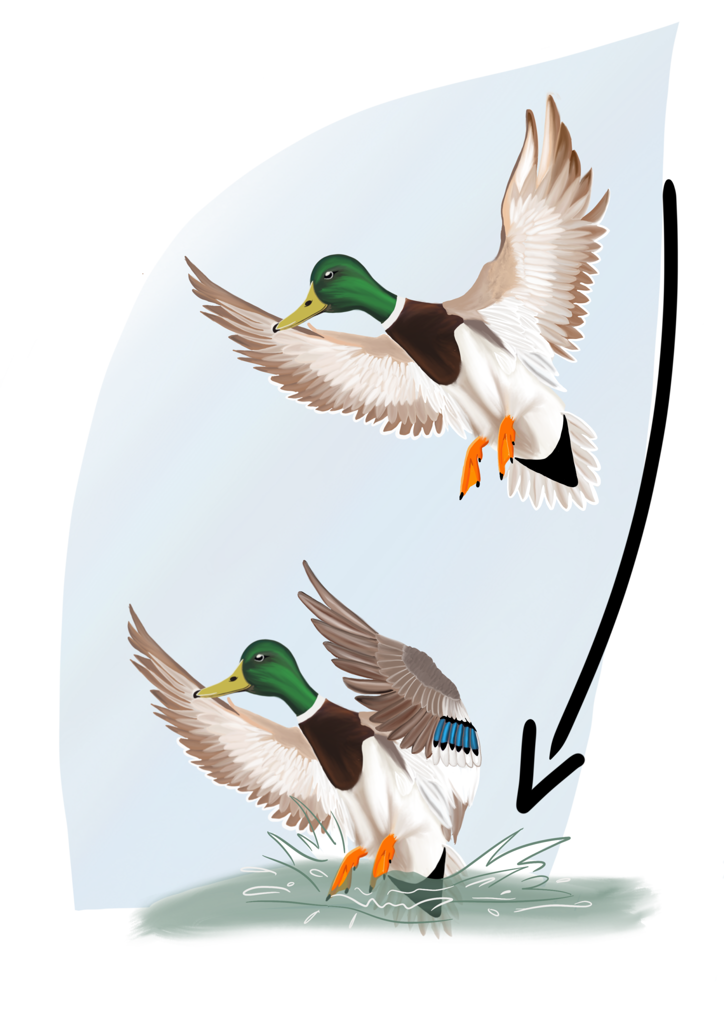 Les canards sauvages - Chasseurs 47