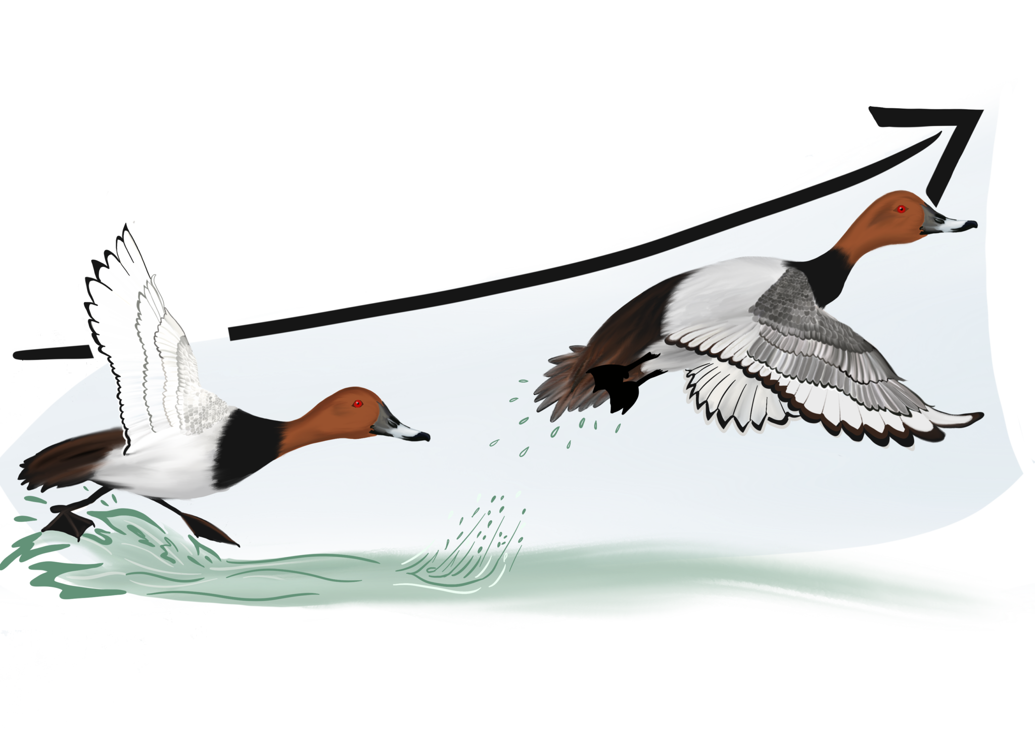 Les canards sauvages - Chasseurs 47