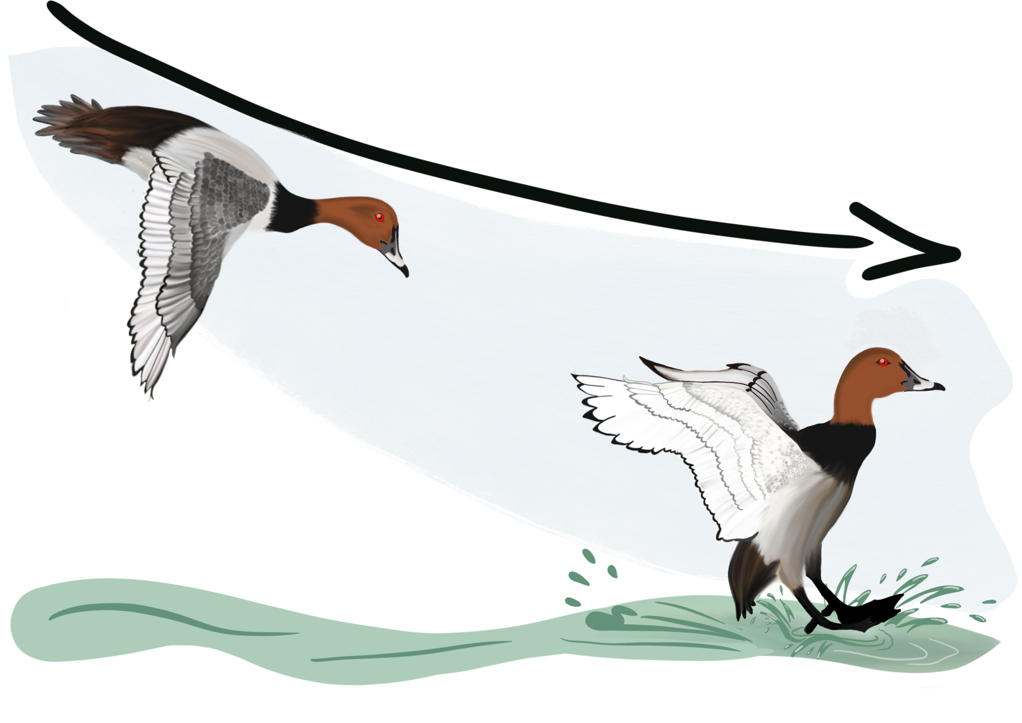Les canards sauvages - Chasseurs 47