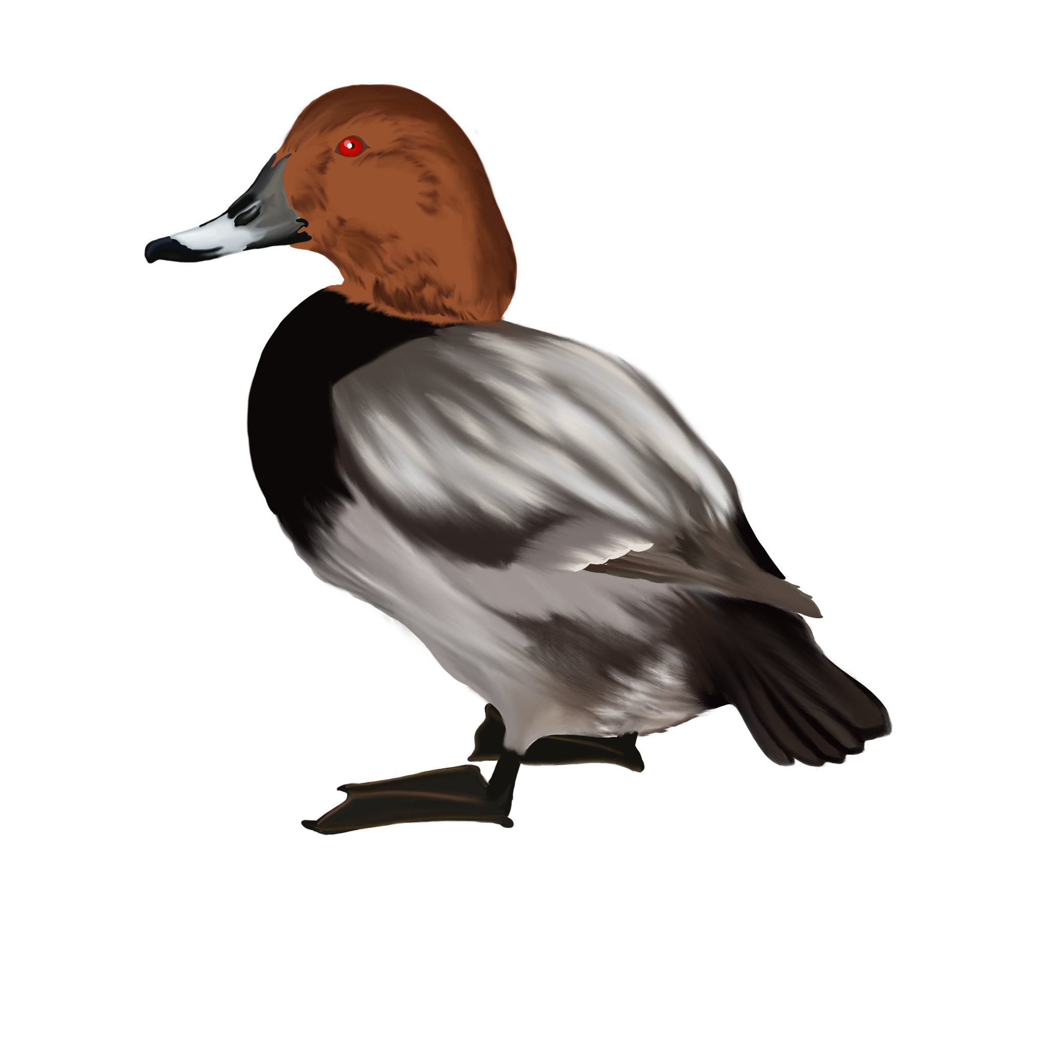 Les canards sauvages - Chasseurs 47